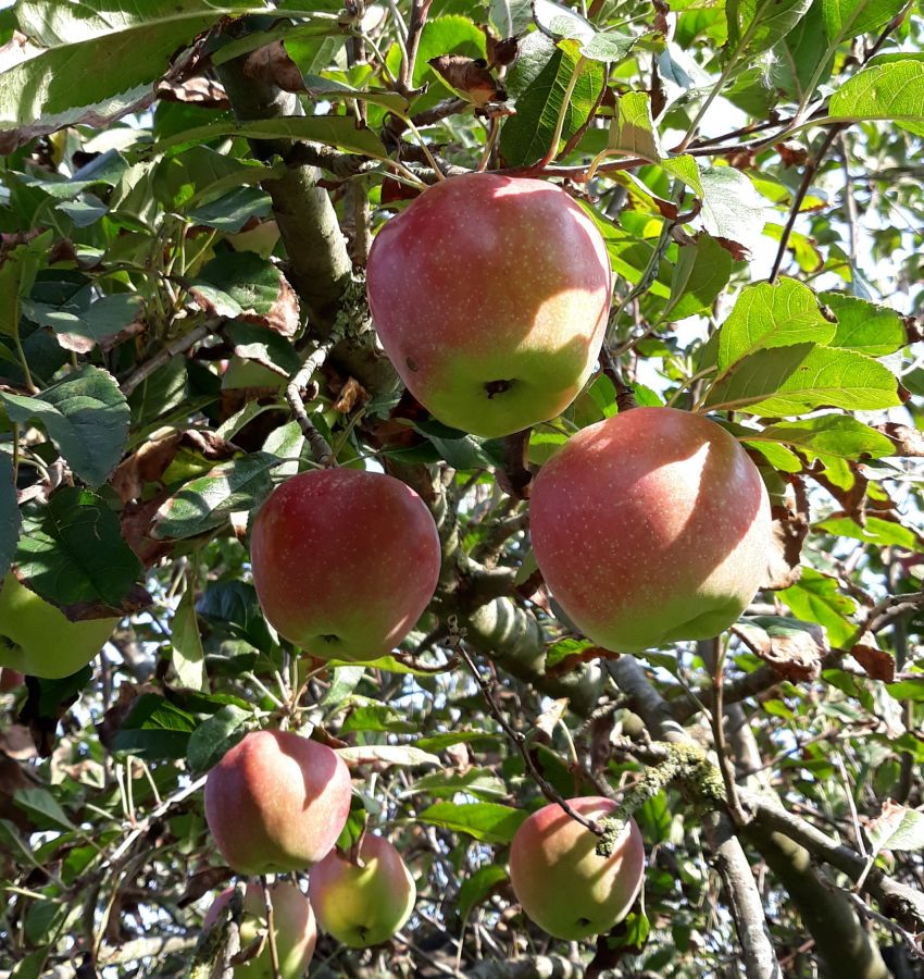 De Groene Waal - Biologische Groente en Fruit, hoogstamboomgaard bij de ...